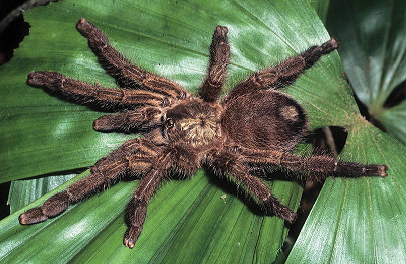 Puerto Rican Pink Toe (Caribena laeta) – Tarantuladen.co.za