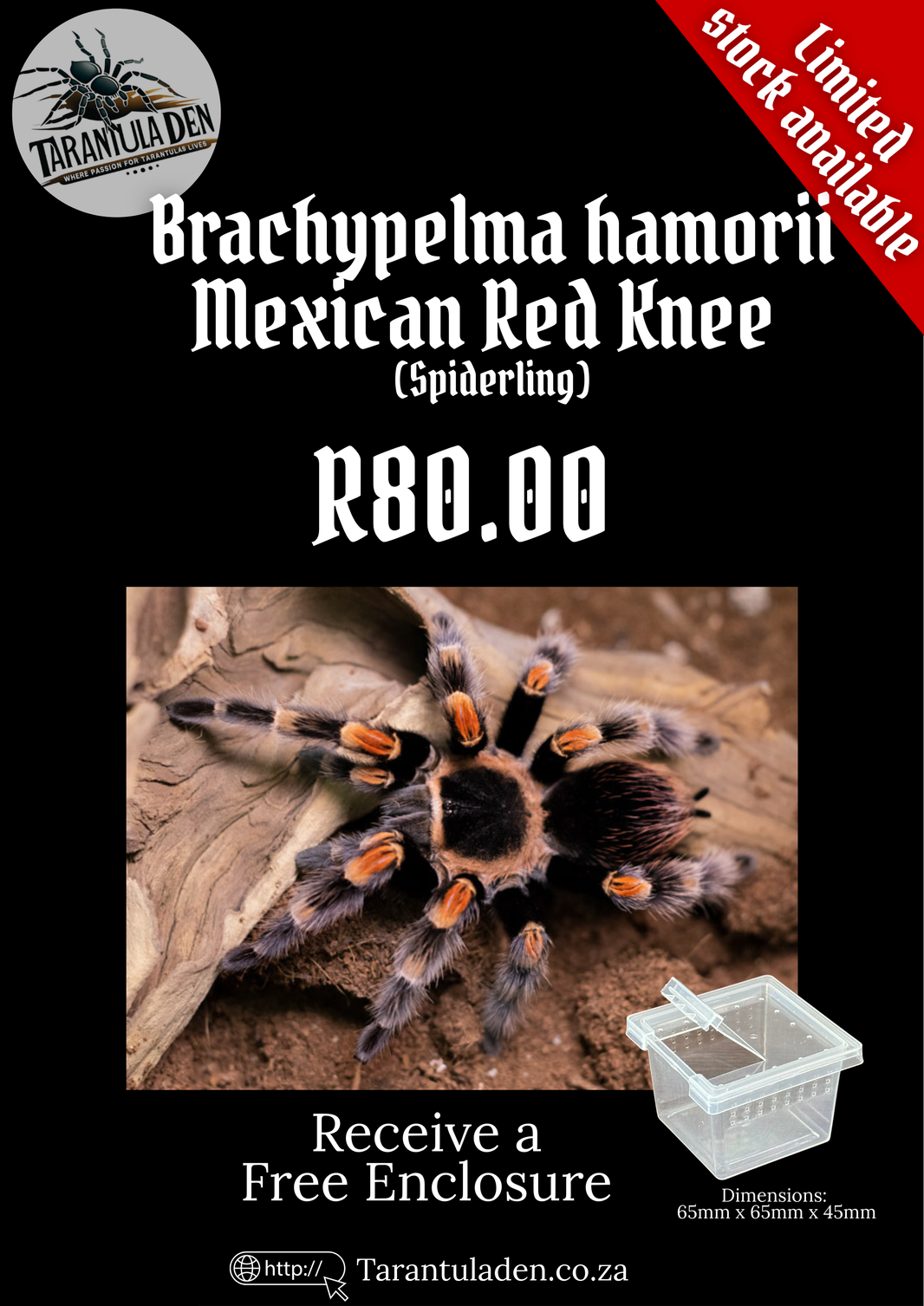 Tarantuladen.co.za