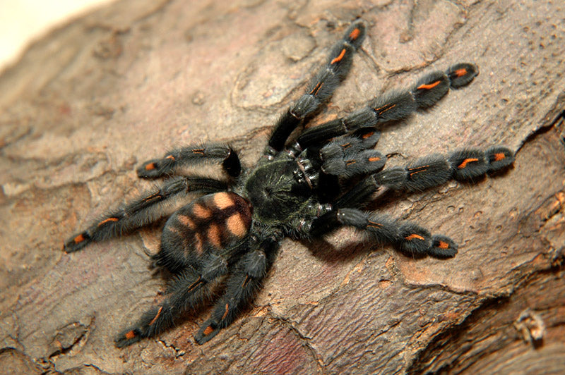 Venezuelan Suntiger (Psalmopoeus Irminia) - Tarantula Den ...