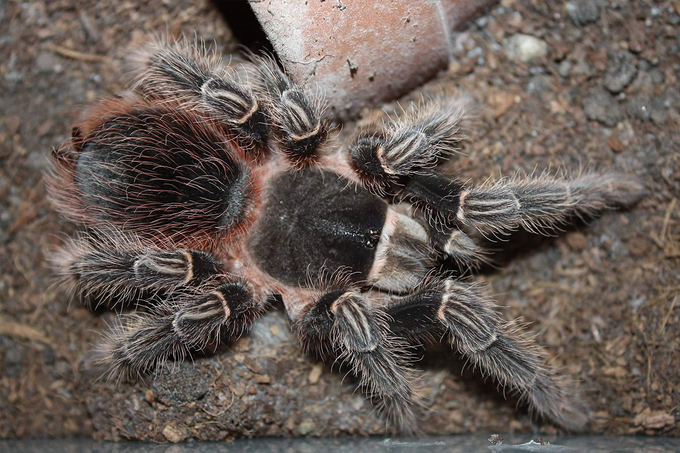 Scarlet Bird Eater (Lasiodora Klugi) – Tarantuladen.co.za